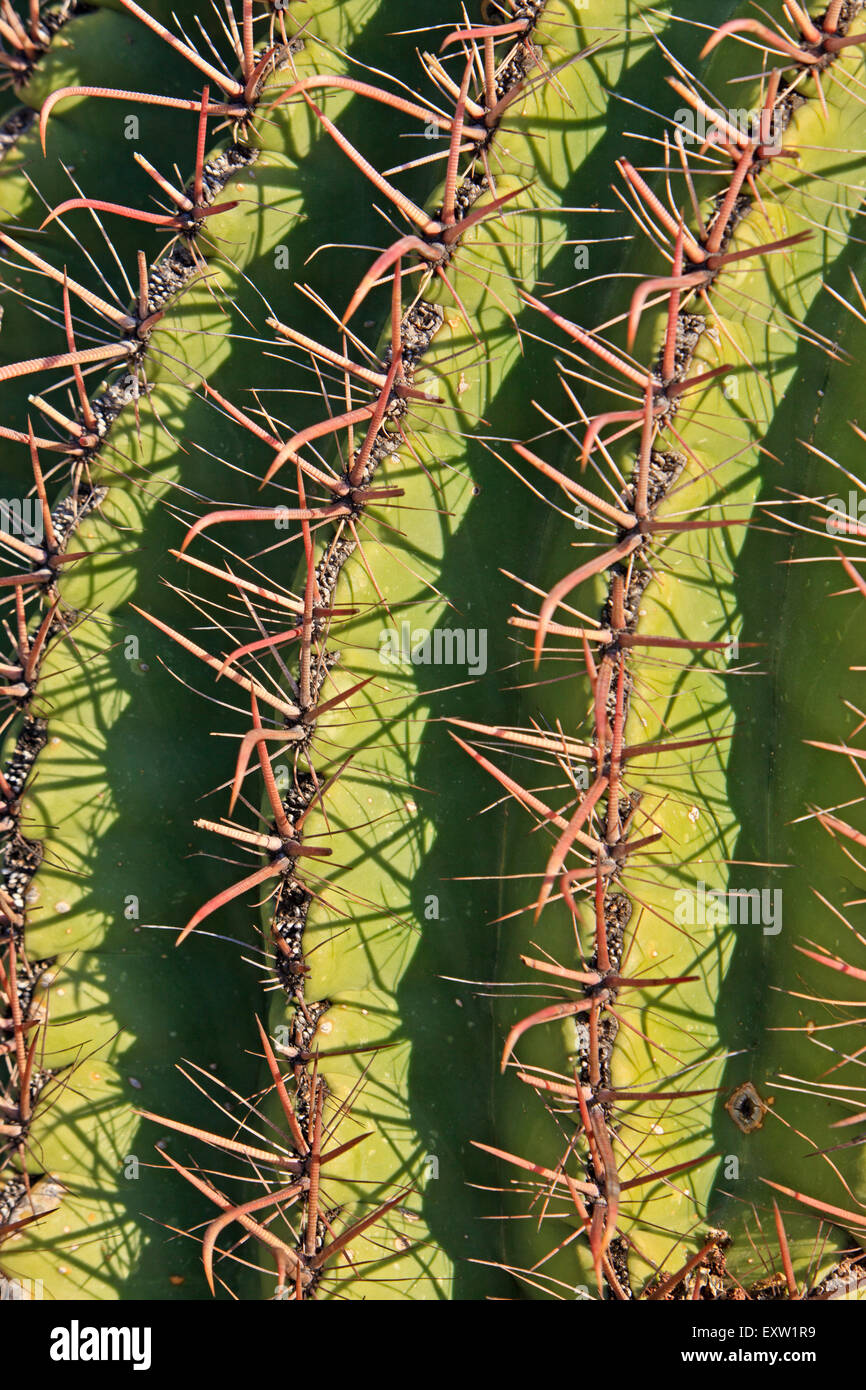 Compass cactus hi-res stock photography and images - Alamy