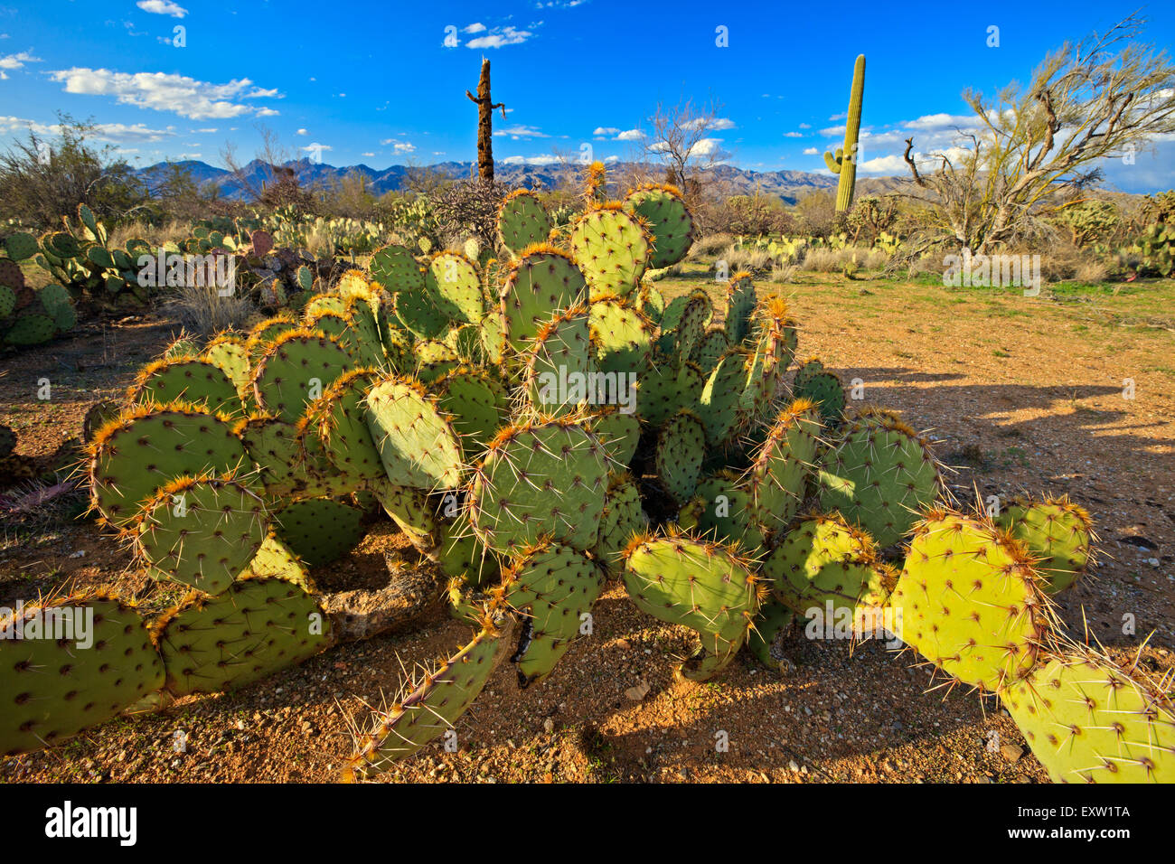 Prickly spear cactus in desert landscape in spring at Saguraro National ...