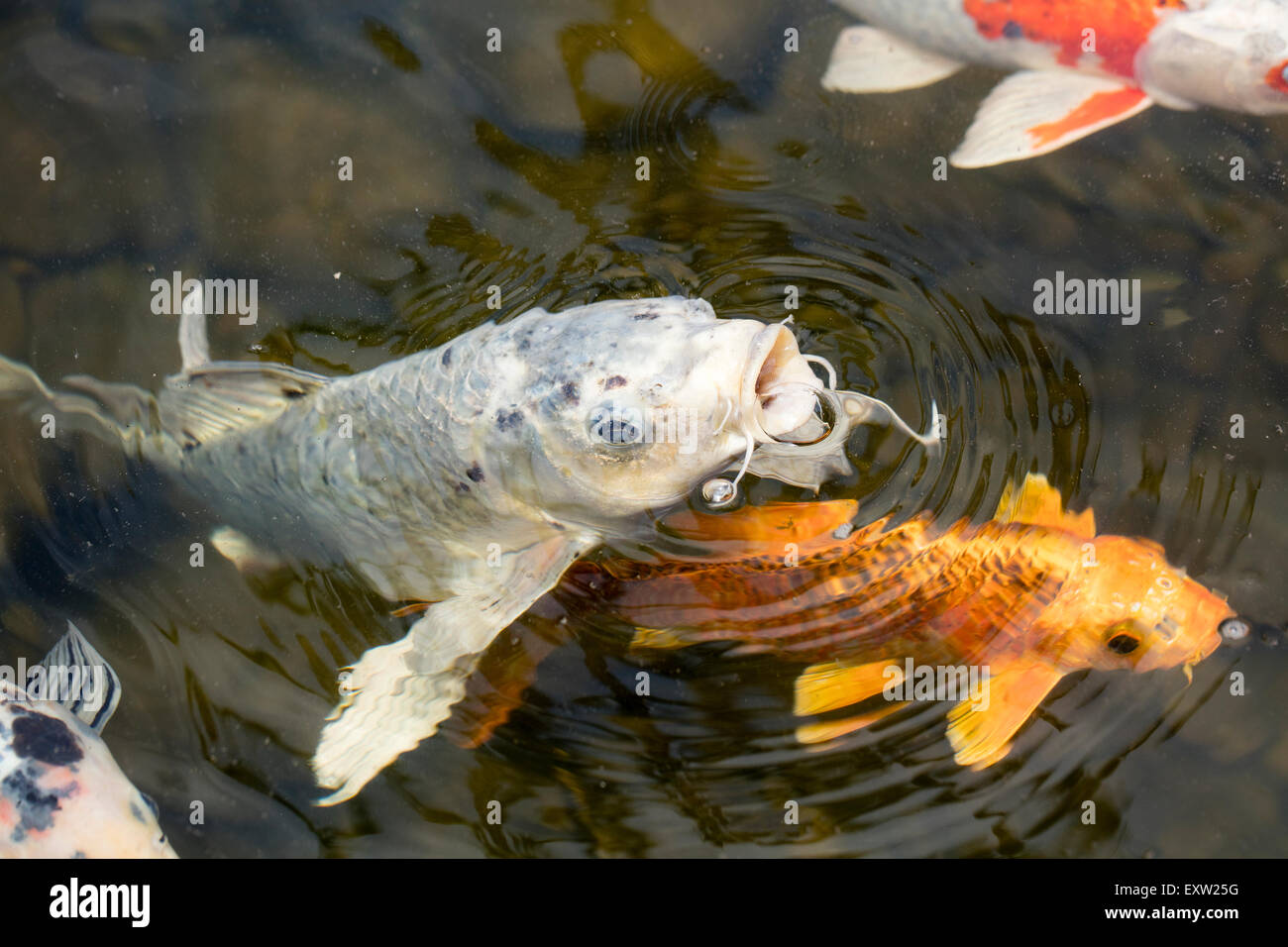 Local pond fish hi-res stock photography and images - Alamy