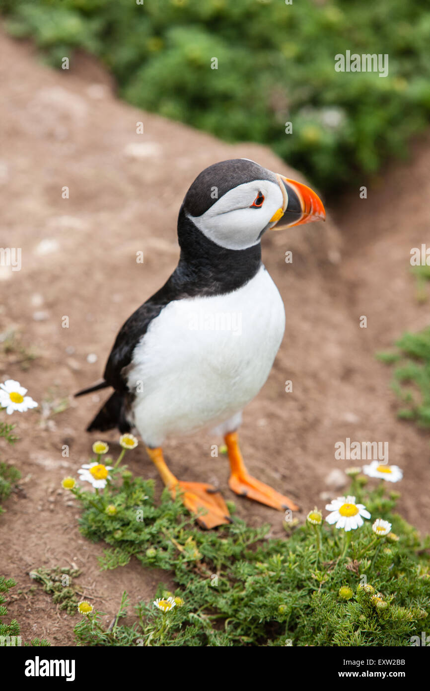 Puffin with catch of a day hi-res stock photography and images - Alamy