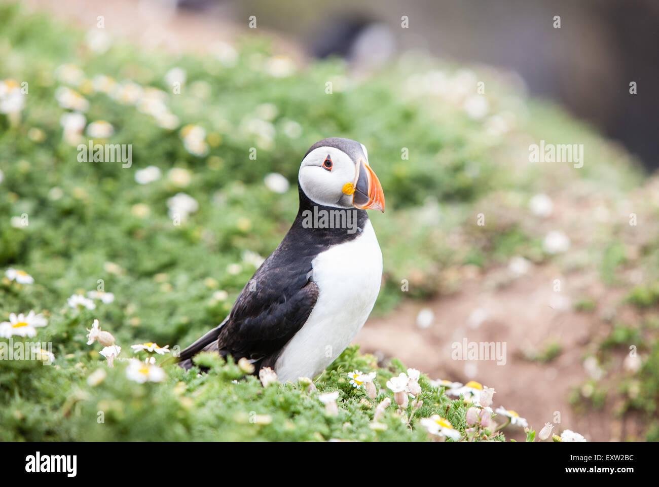 Puffin with catch of a day hi-res stock photography and images - Alamy