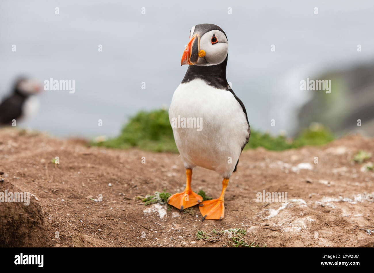 Puffin with catch of a day hi-res stock photography and images - Alamy