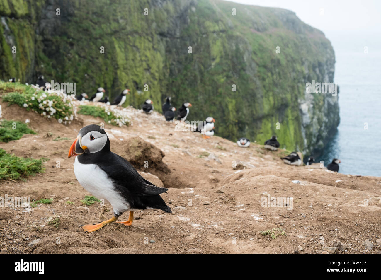 Puffin with catch of a day hi-res stock photography and images - Alamy