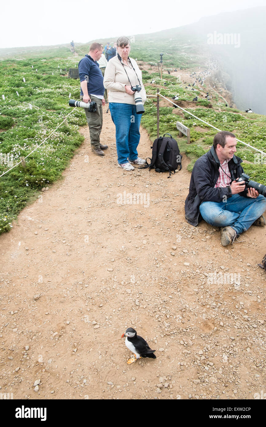 Puffin crossing hi-res stock photography and images - Alamy