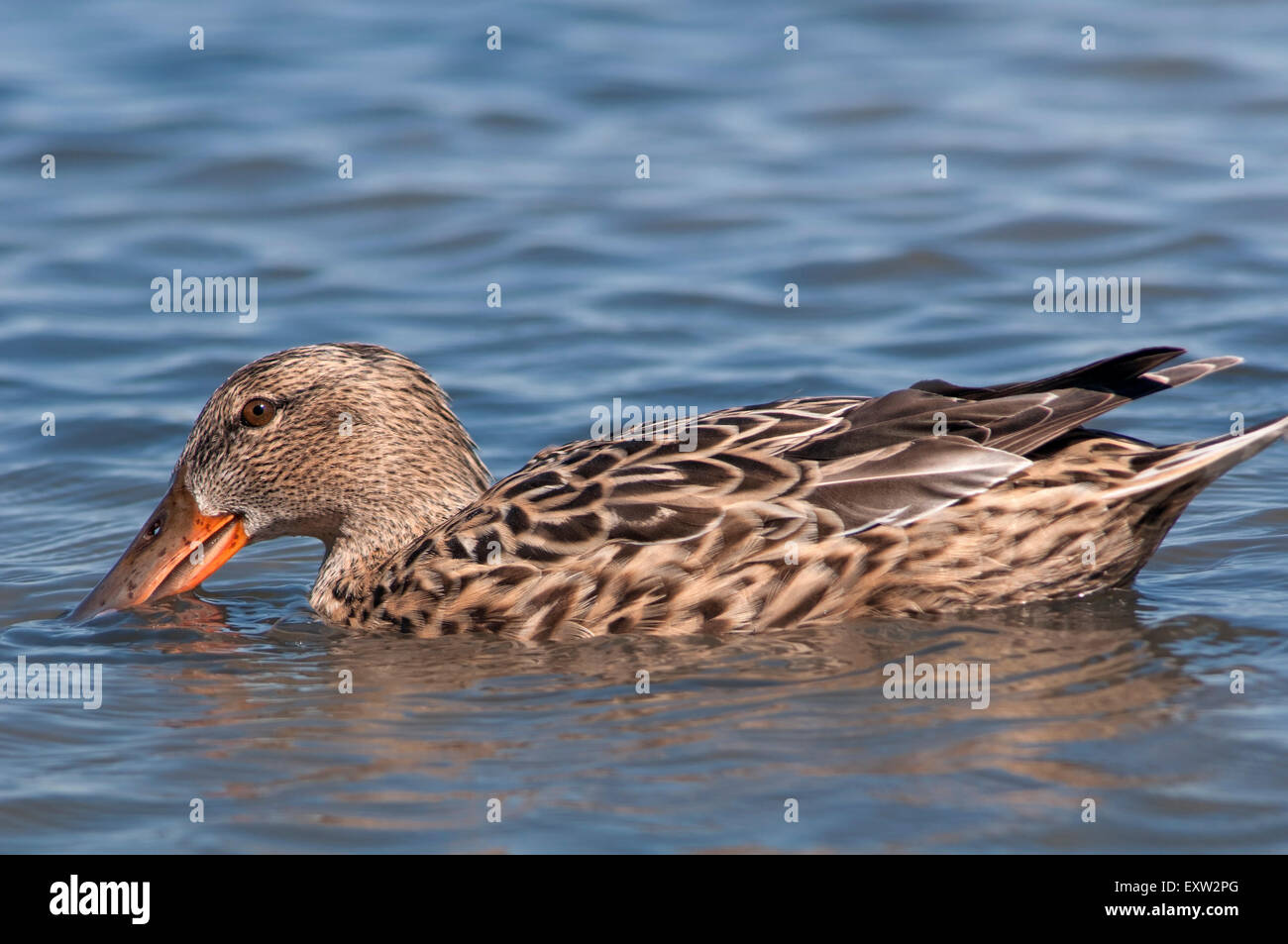 Northern shoveler duck, Spatula clypeata, horizontal portrait of a ...