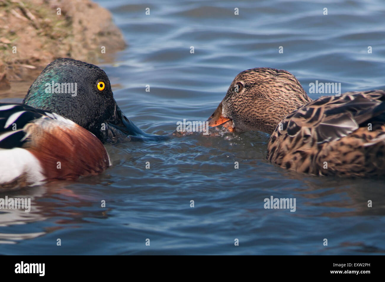 Northern shoveler duck, Spatula clypeata, horizontal portrait of an ...