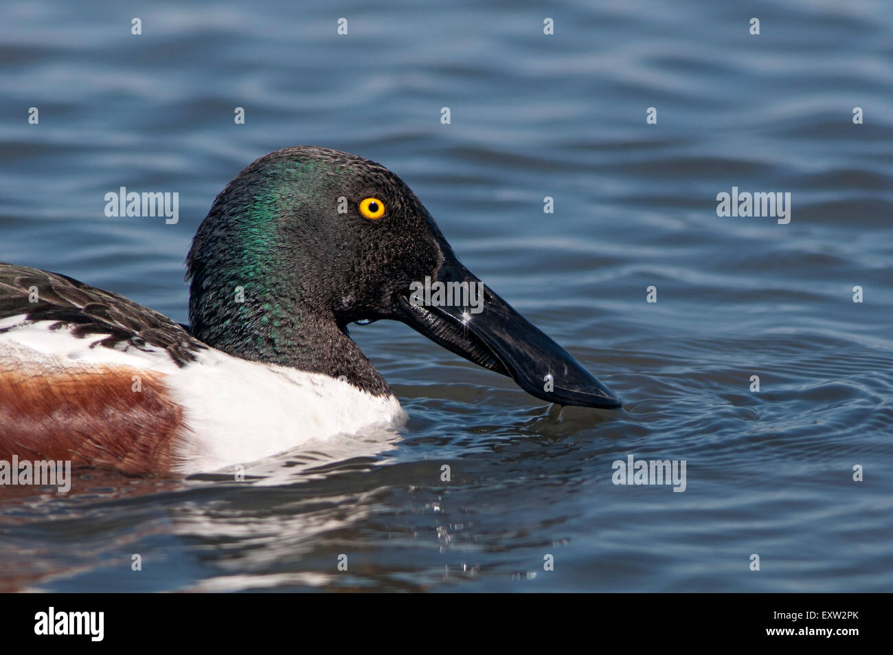 Northern shoveler duck, Spatula clypeata, horizontal portrait of a ...