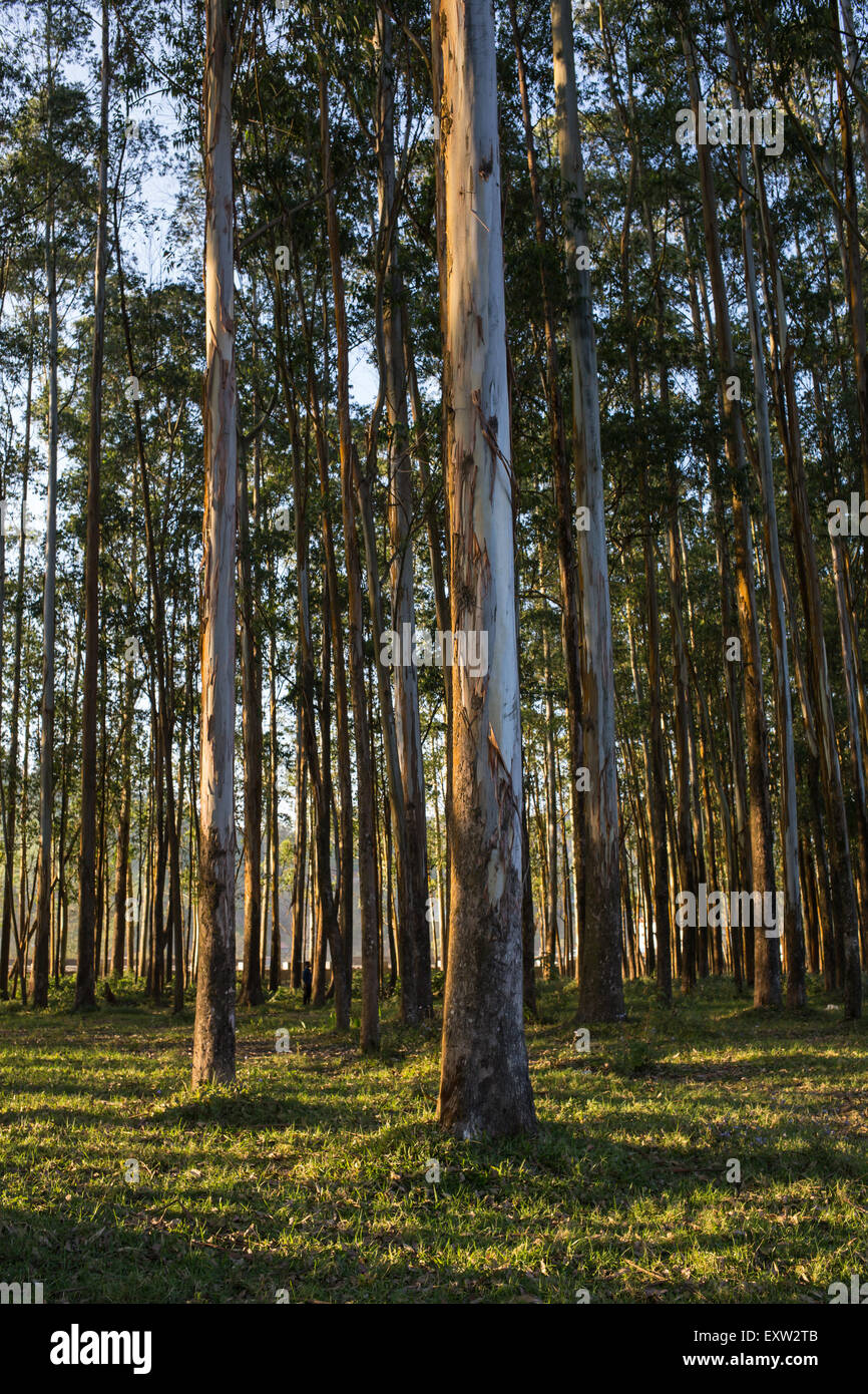 vintage forest background Stock Photo - Alamy