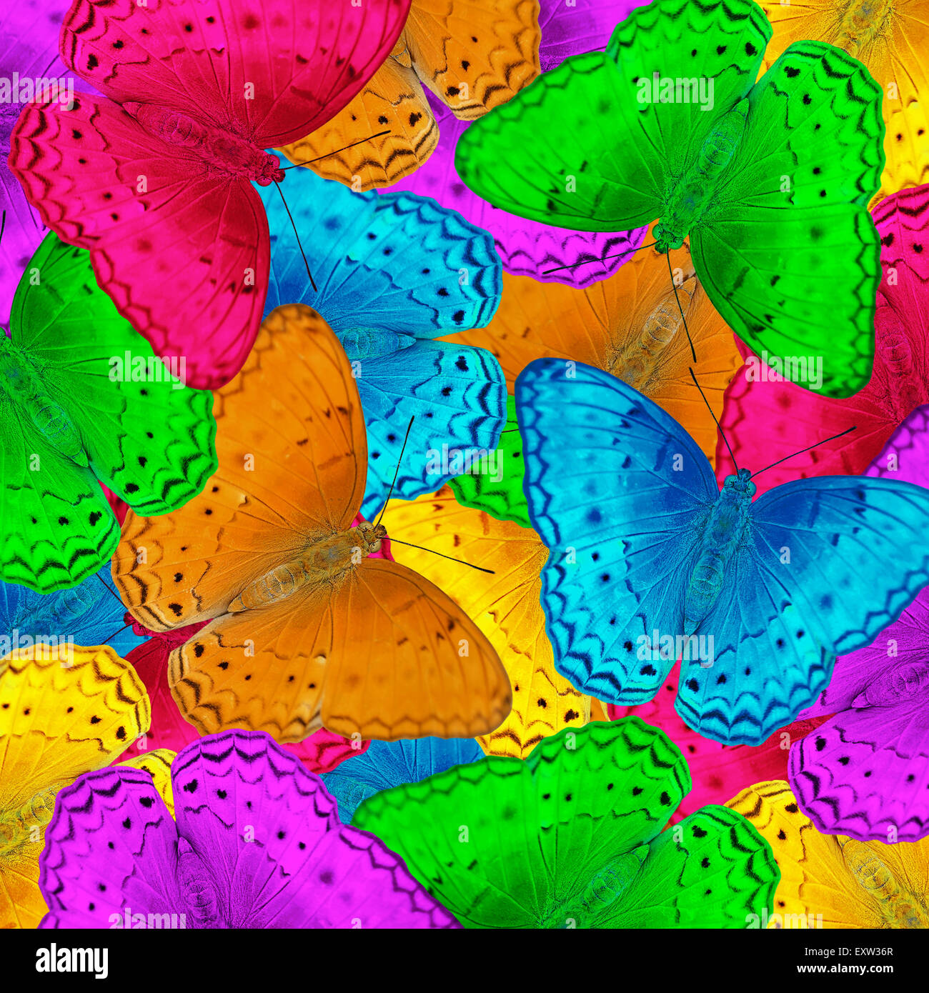 exotic color butterfly as nature background Stock Photo - Alamy