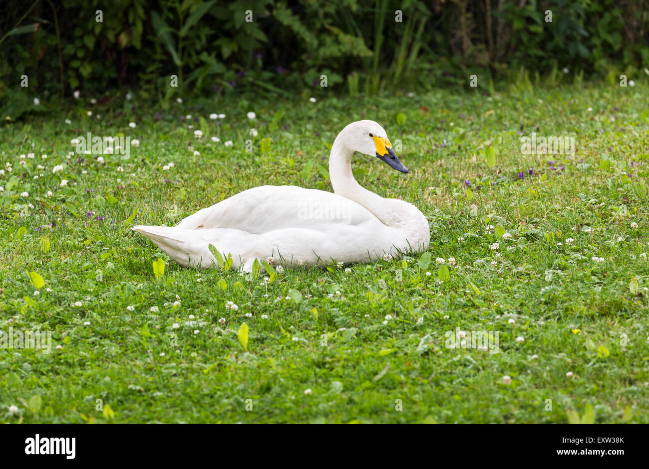 Bewick's swan (Cygnus bewickii) with yellow beak at Wildfowl and ...