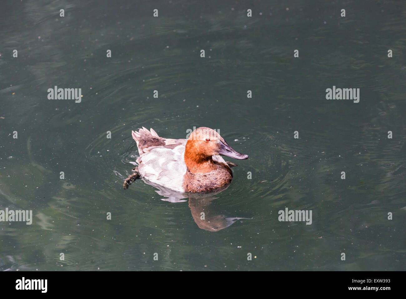 Female common goldeneye (Bucephela clangula clangula) swimming at ...