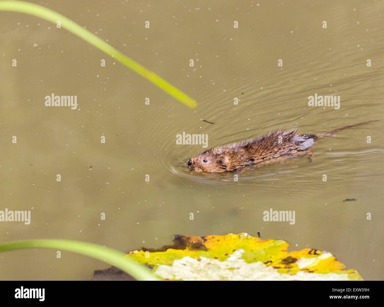 Cute water vole (Arvicola amphibius) swimming in a river at Wildfowl ...