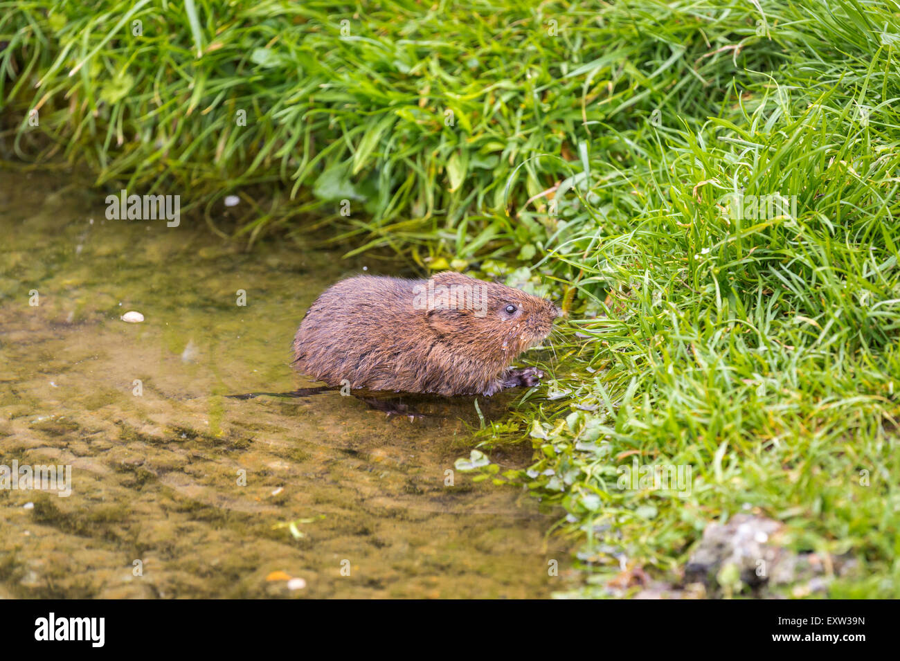 Water vole (Arvicola amphibius) foraging in the riverbank at Wildfowl ...