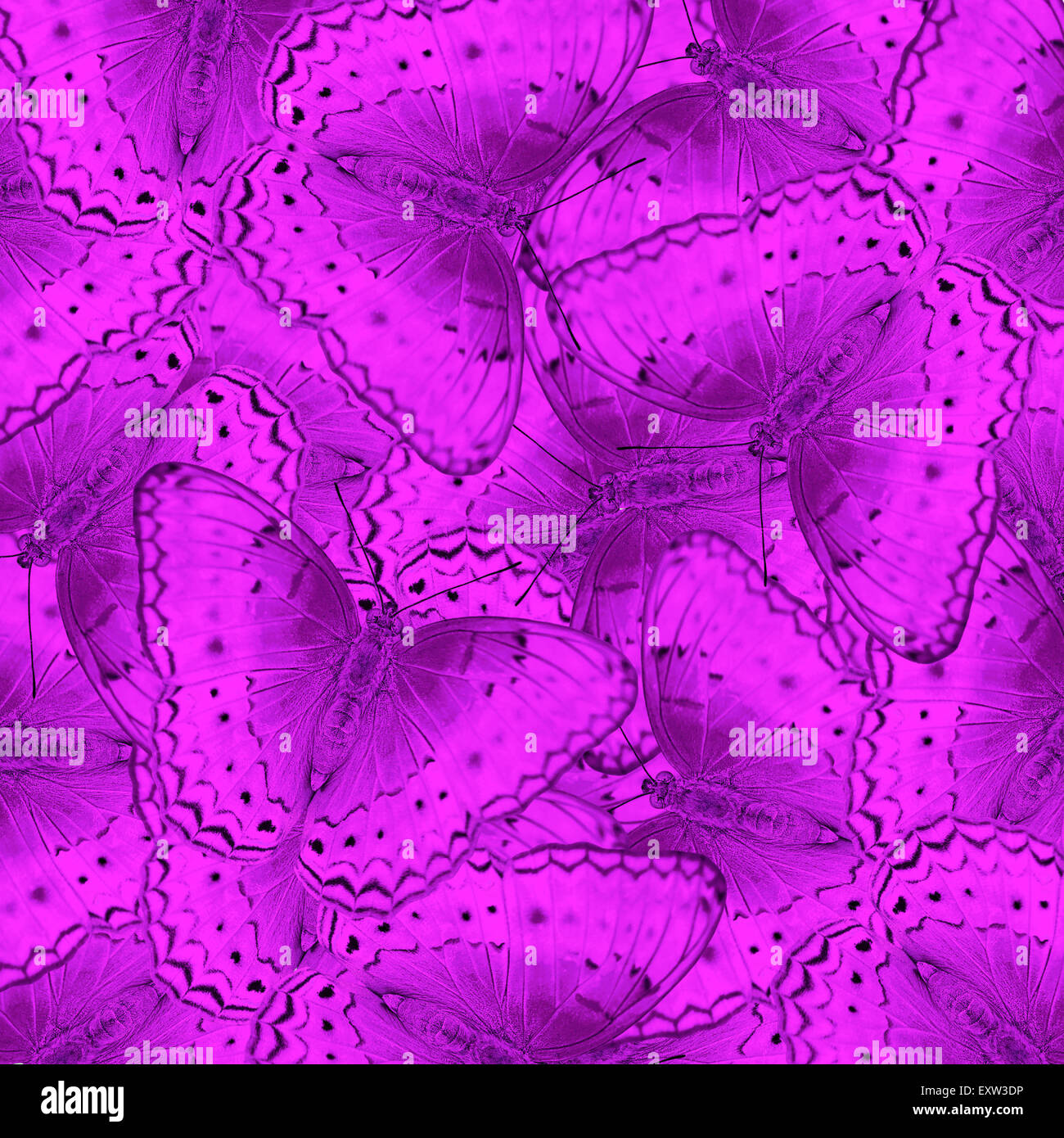 exotic purple color butterfly as nature background Stock Photo - Alamy