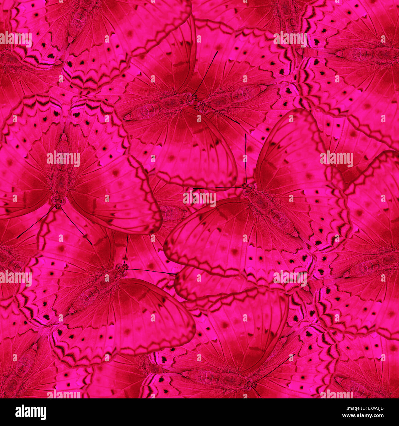 exotic red color butterfly as nature background Stock Photo - Alamy