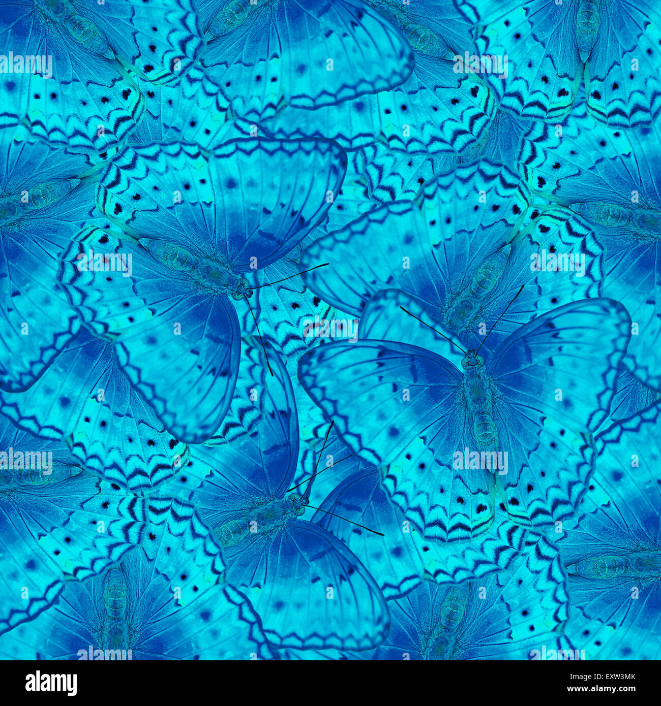 exotic blue color butterfly as nature background Stock Photo - Alamy