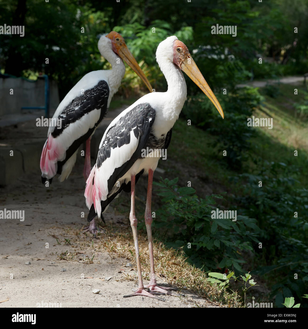 painted stork bird or mycteria leucocephala in the zoo Stock Photo - Alamy