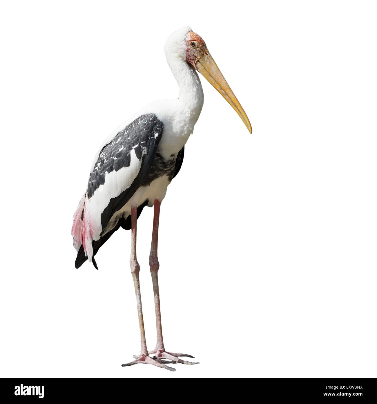 Painted Stork Bird