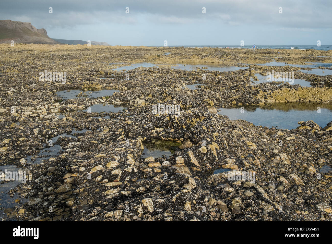 Low tide. Geology,rocks at causeway over to Worms Head,Gower.Rhossilli ...