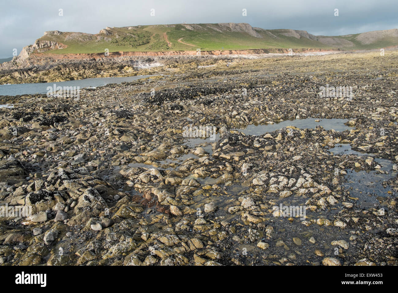 Low tide. Geology,rocks at causeway over to Worms Head,Gower.Rhossilli ...