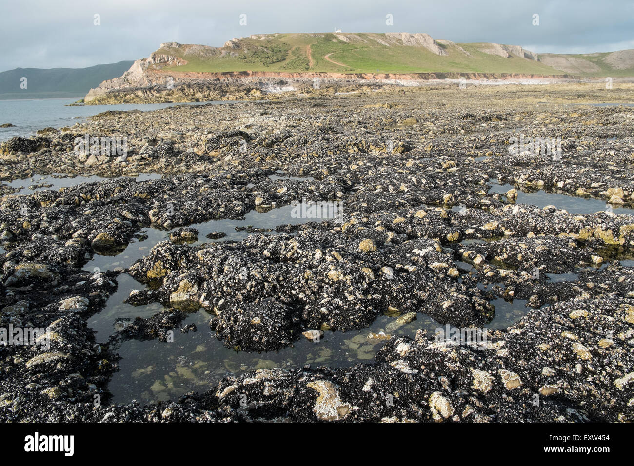 Low tide. Geology,rocks at causeway over to Worms Head,Gower.Rhossilli ...