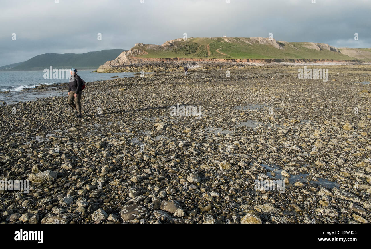 Low tide. Geology,rocks at causeway over to Worms Head,Gower.Rhossilli ...