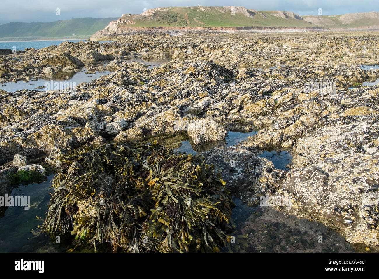 Geology,rocks at causeway over to Worms Head,Gower.Rhossilli,Bay,beach ...