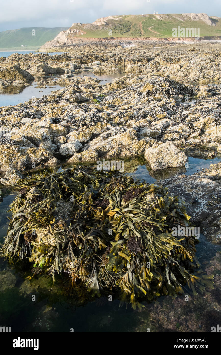 Geology,rocks at causeway over to Worms Head,Gower.Rhossilli,Bay,beach ...