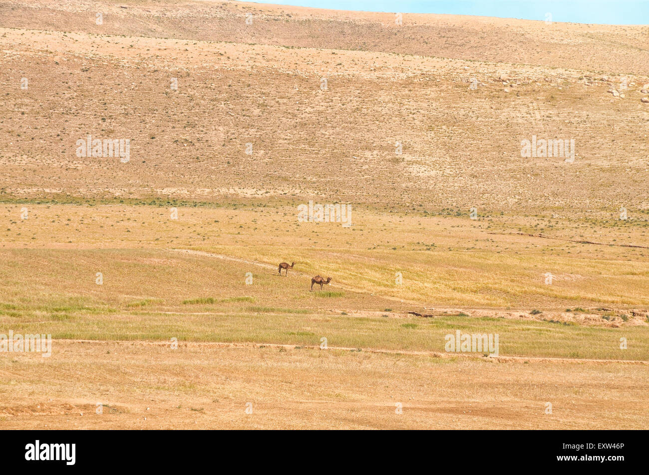 Arabian Camels. A domesticated herd of Arabian Camels graze at the ...