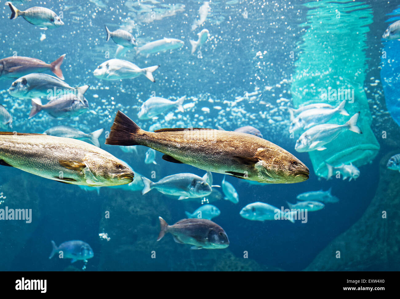 Big silver fishes swimming in aquarium, blue water and reflections ...