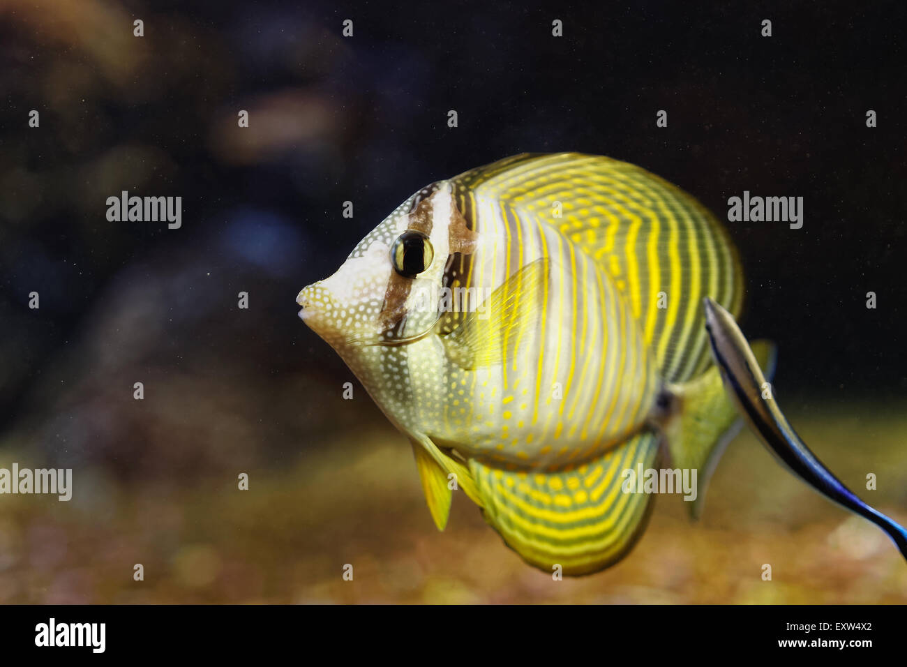 The sailfin tang (Zebrasoma veliferum) is a marine reef tang, fish ...