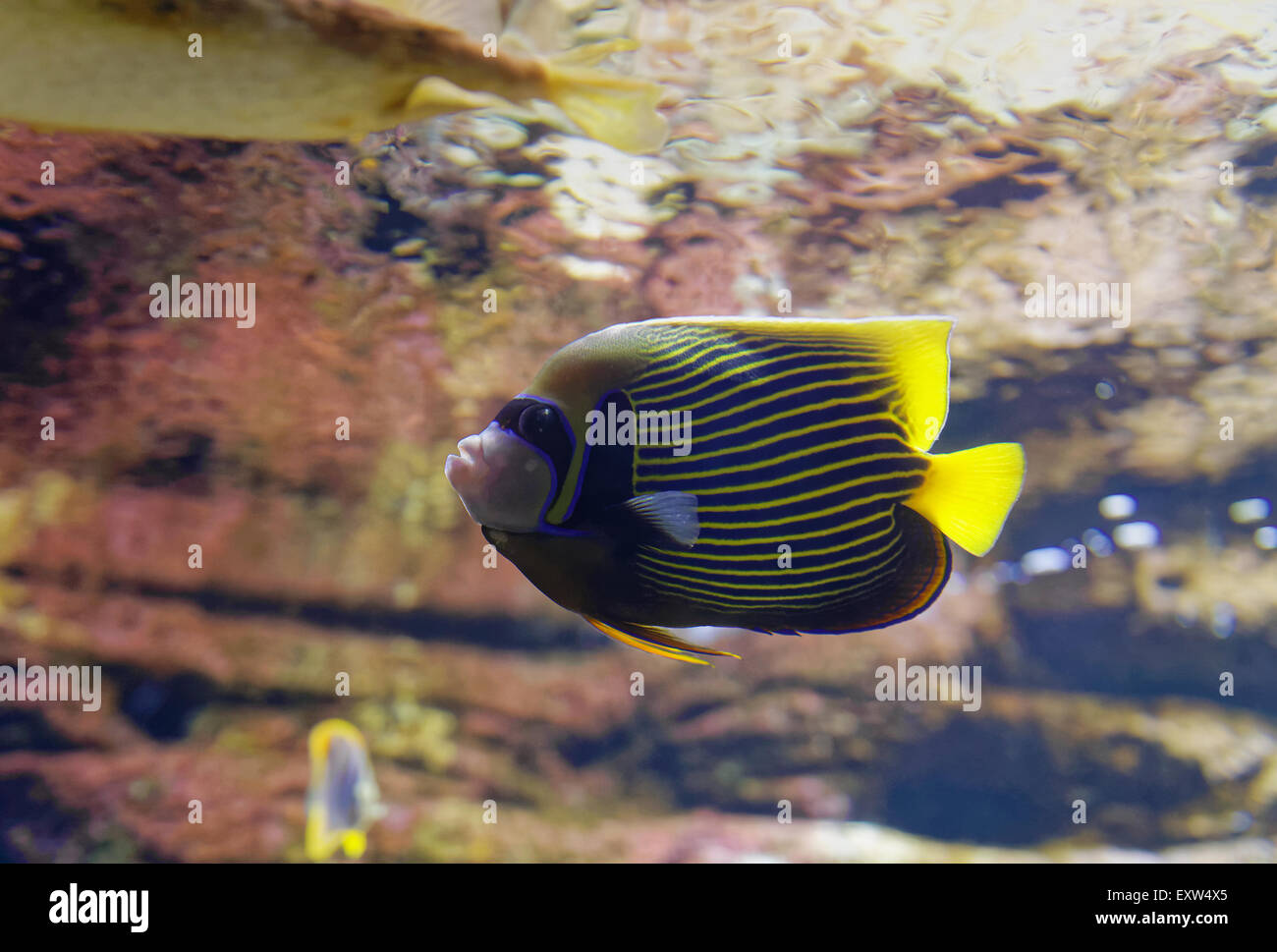 The emperor angelfish, Pomacanthus imperator fish swimming in crystal ...