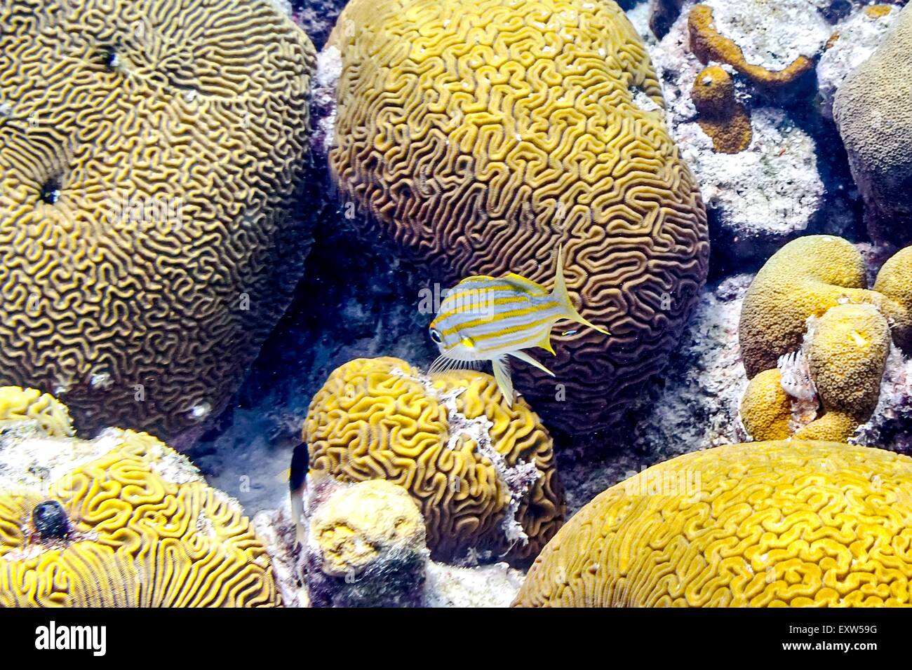 Brain corals hi-res stock photography and images - Alamy