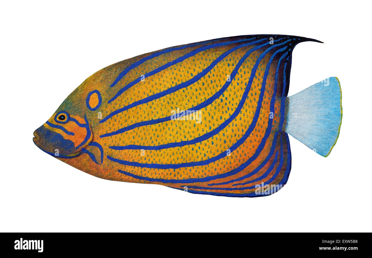 Blue Ring Angelfish original acrylic Painting isolated on white ...