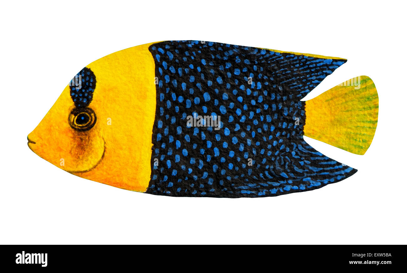 Bicolor Angelfish original acrylic Painting isolated on white ...