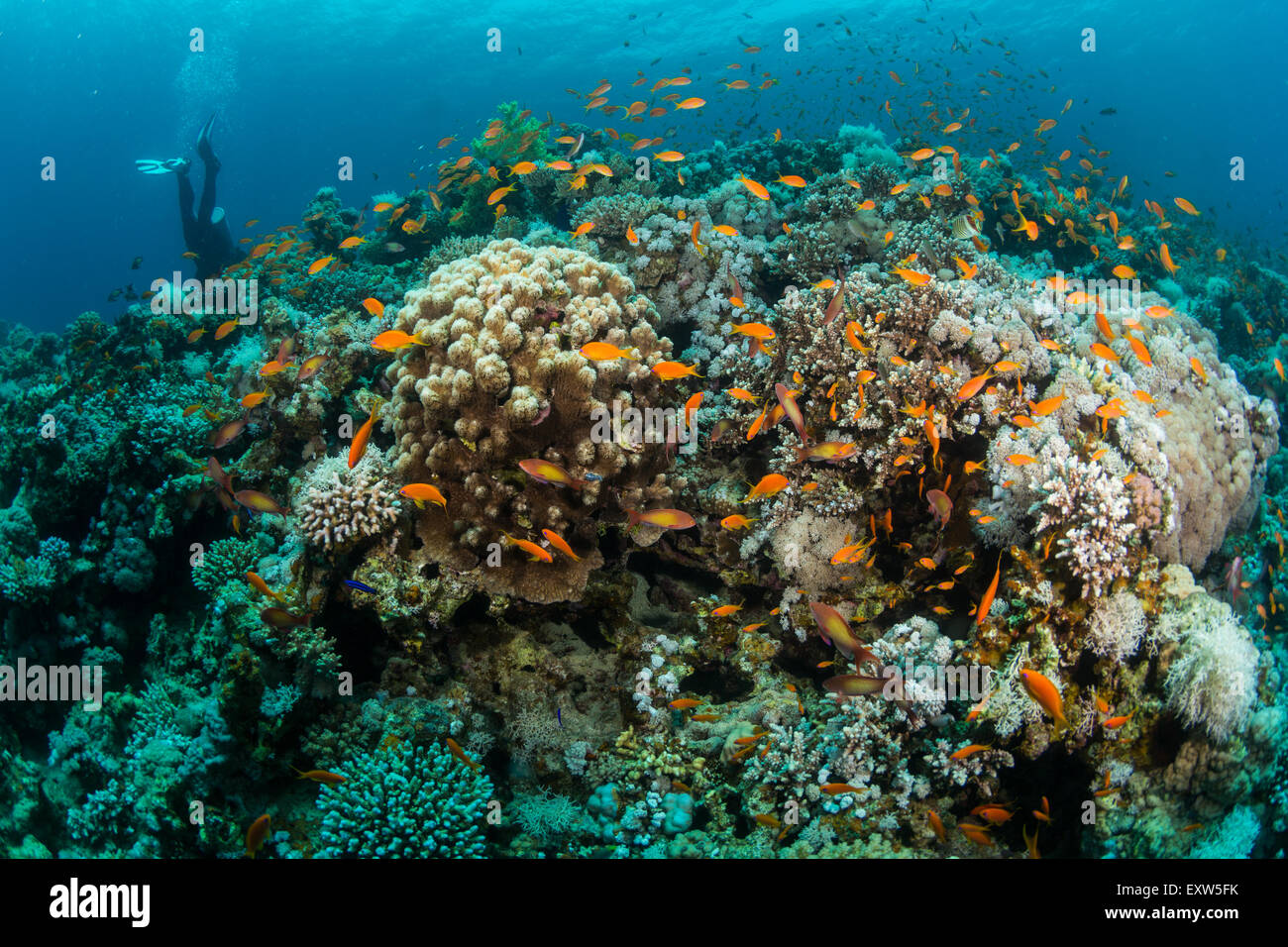 Diver on the reaf of Red sea Stock Photo - Alamy