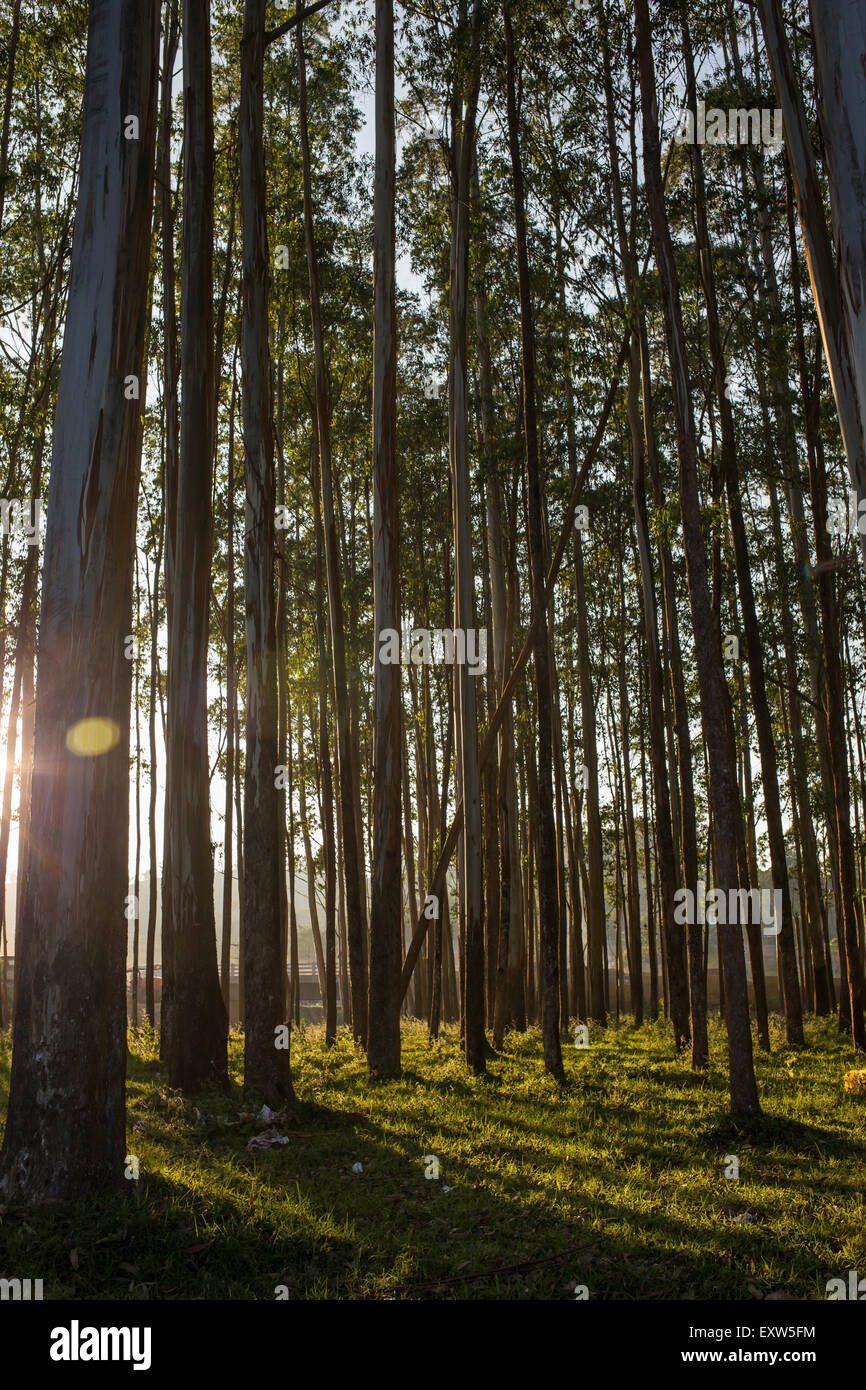 vintage forest background Stock Photo - Alamy