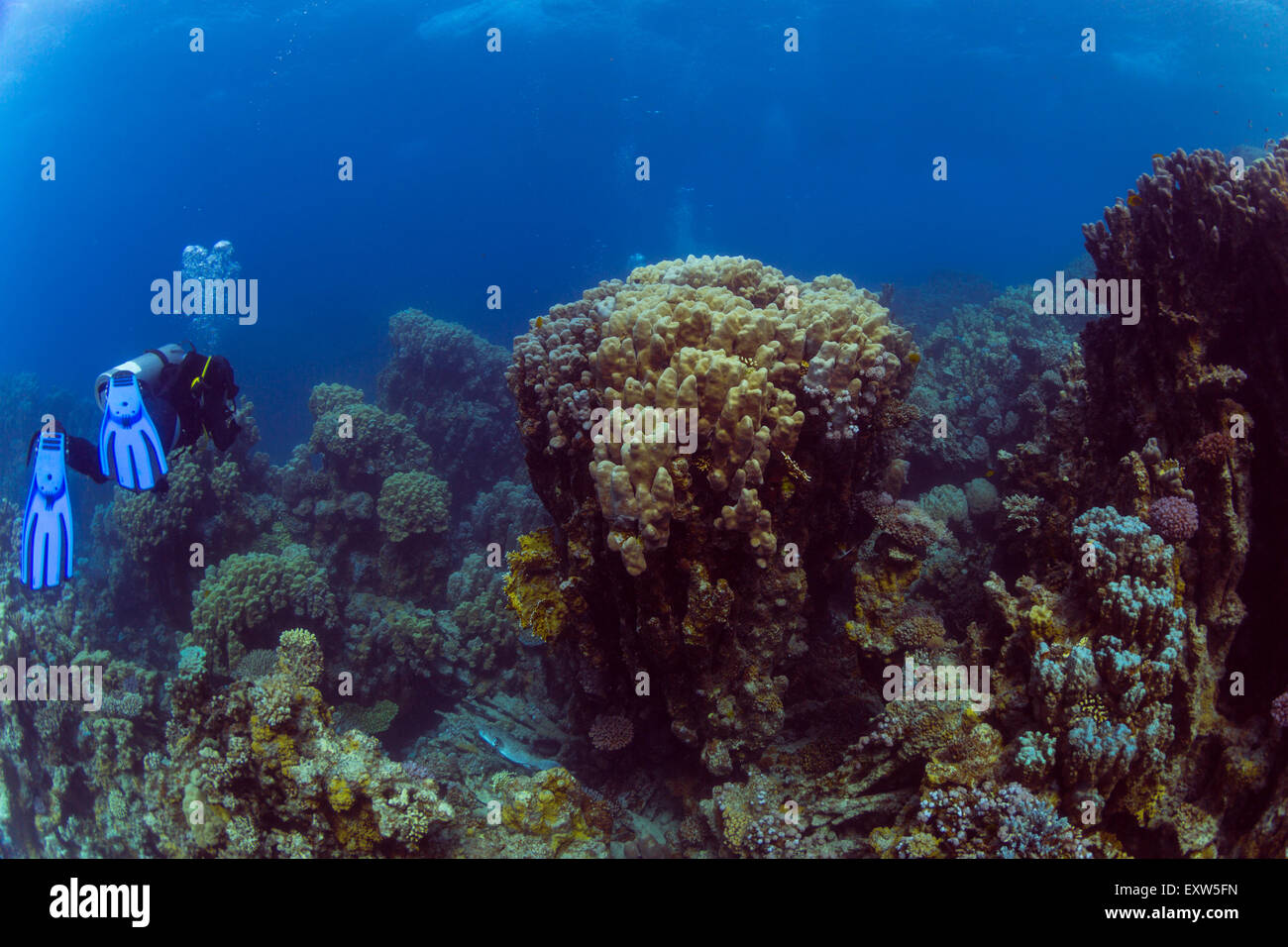 Coral reef research fish diver hi-res stock photography and images - Alamy