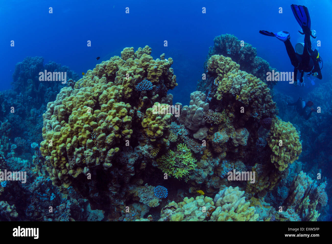 Reaf view hi-res stock photography and images - Alamy