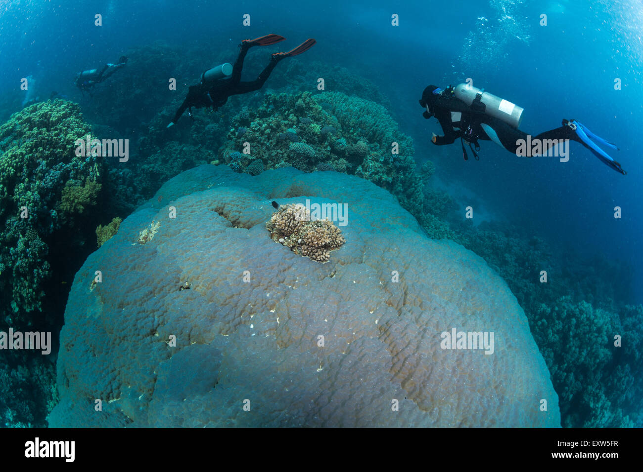 Reaf view hi-res stock photography and images - Alamy