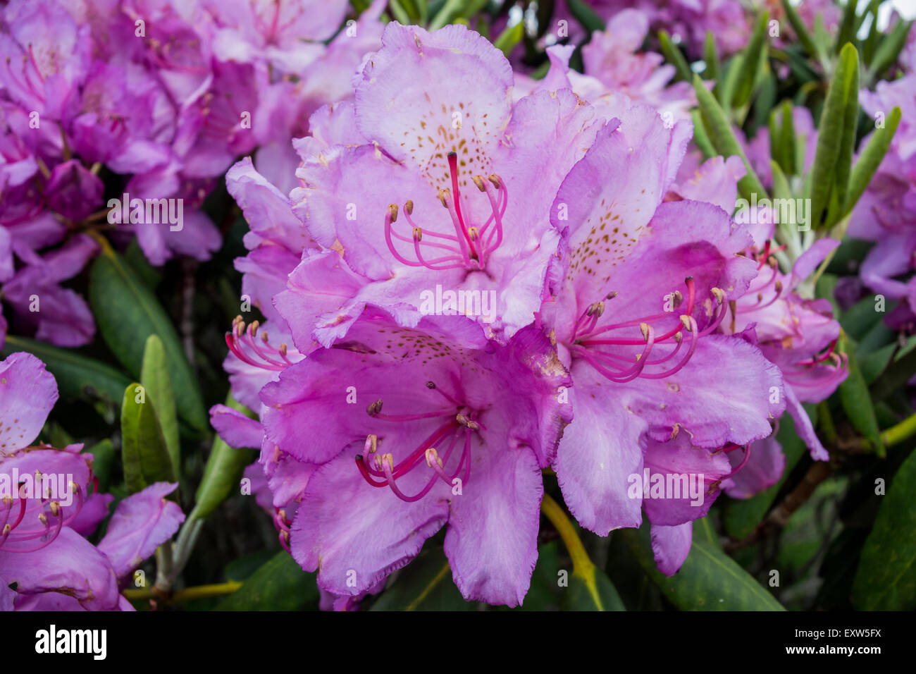 Purple rhododendron bloom in June all along the Appalachians Stock ...