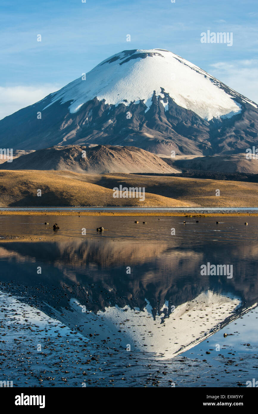 Snow capped Parinacota Volcano over the Lake Chungara, Chile Stock ...