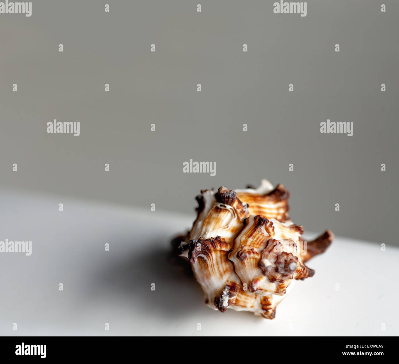 Shell banner hi-res stock photography and images - Alamy