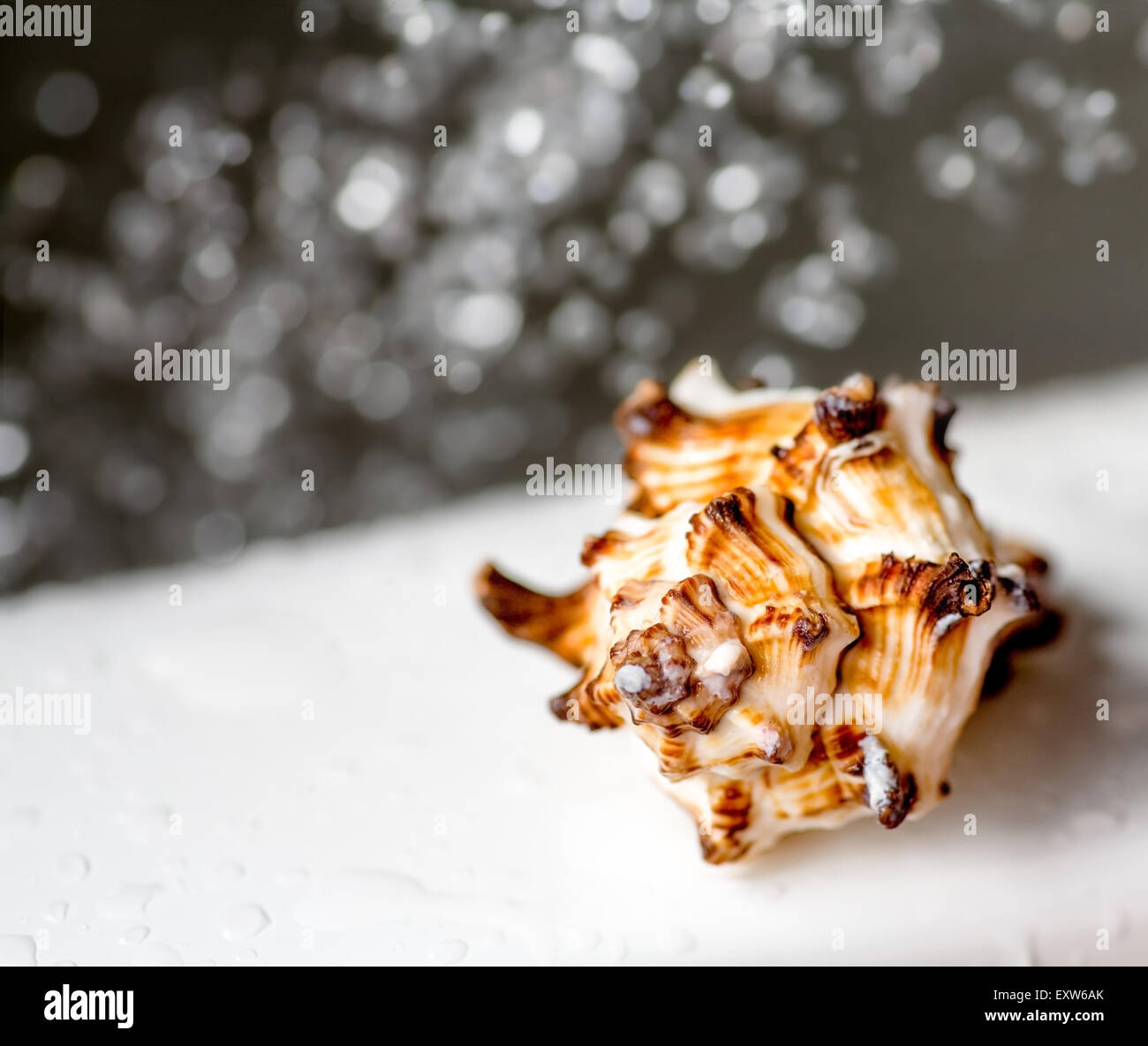 Beauty shell hi-res stock photography and images - Alamy