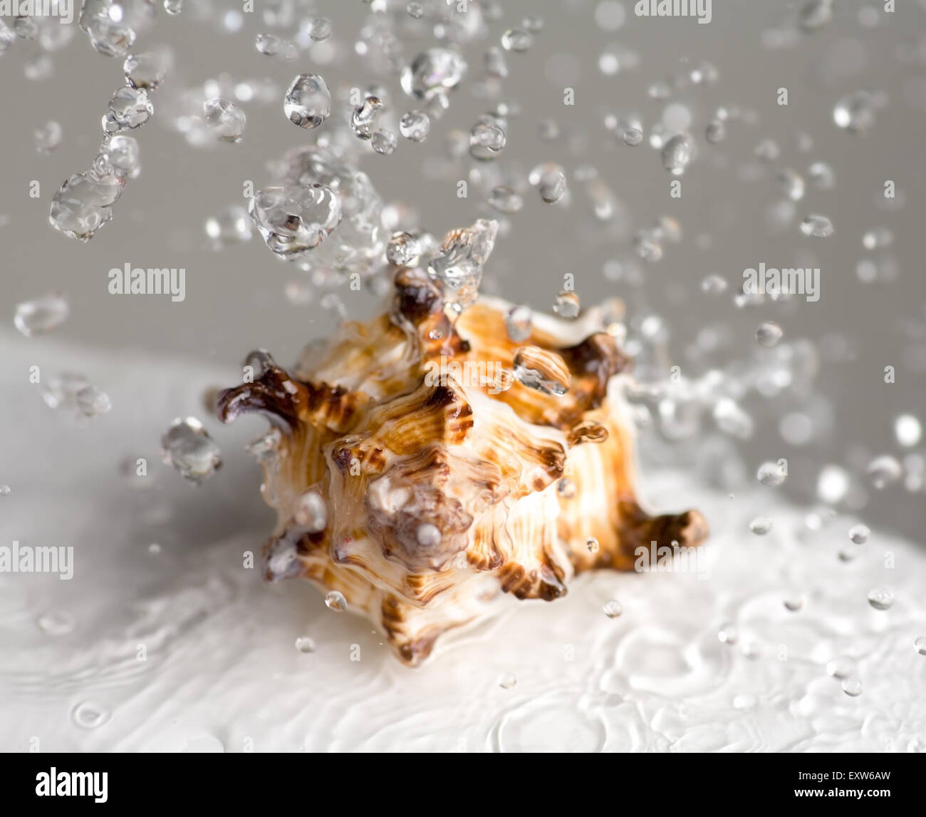 Seashe hi-res stock photography and images - Alamy
