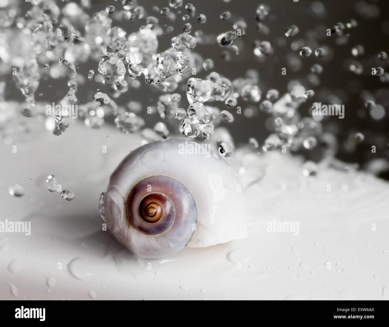 Shell and flying water drops around Stock Photo - Alamy