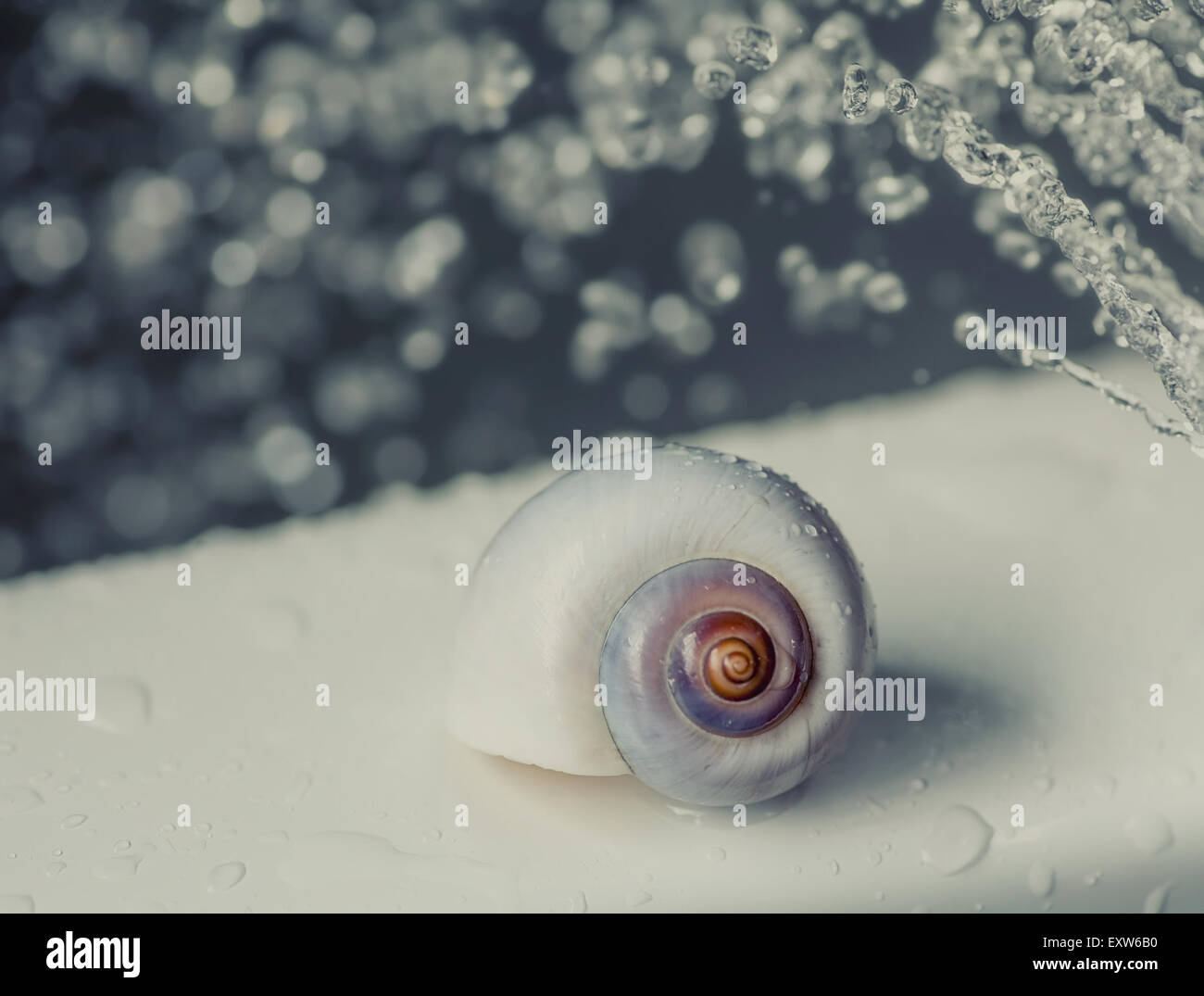 Small sea shell and drops of water flying over Stock Photo - Alamy