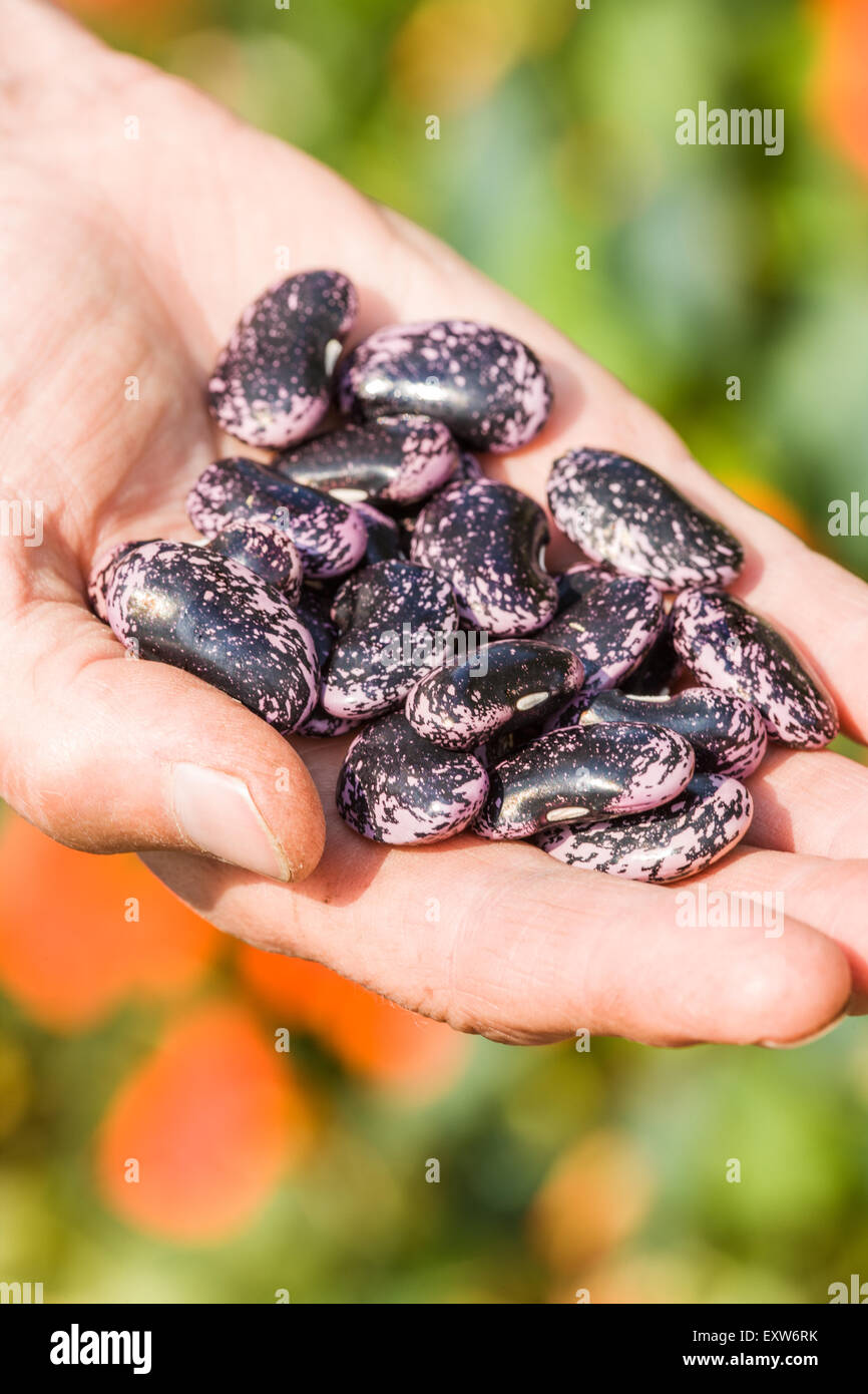 Woman holding a handful of freshly harvested Scarlet Runner bean seeds ...