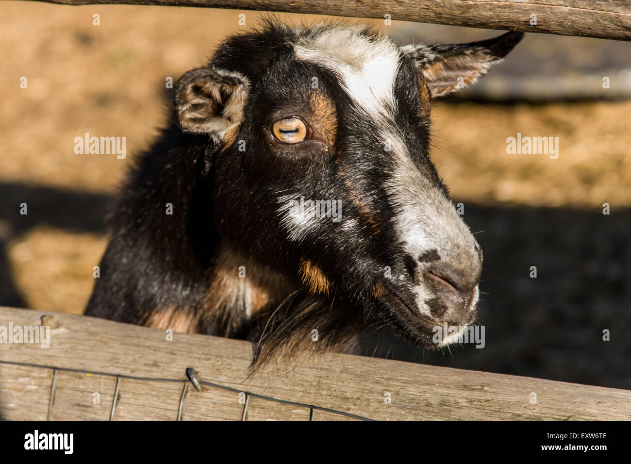 Goat farm oregon hi-res stock photography and images - Alamy