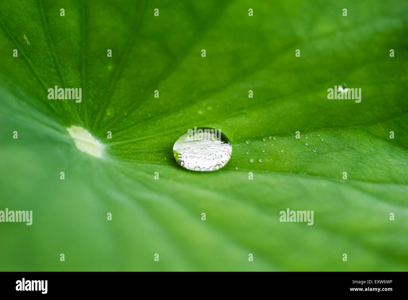 Closeup of Lotus Leaf with water drops Stock Photo - Alamy